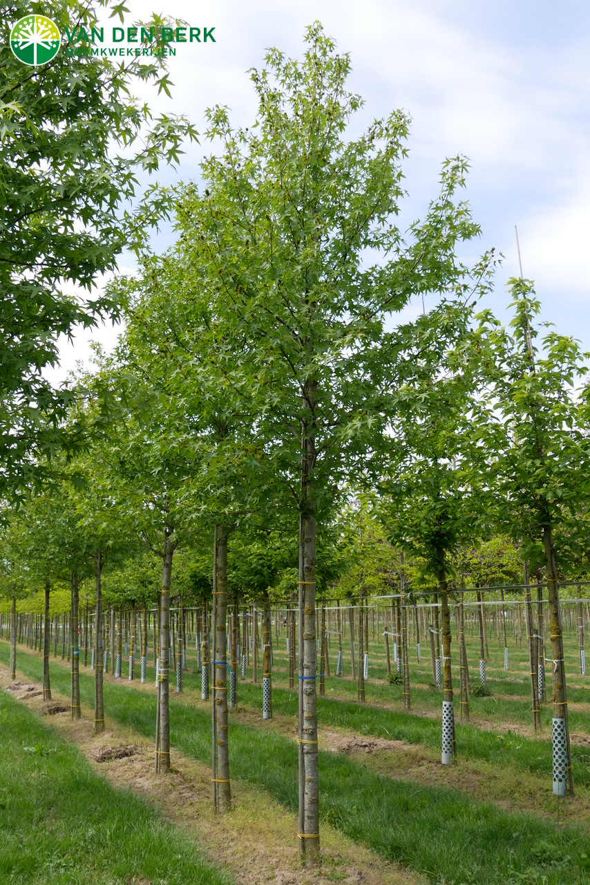 Liquidambar styraciflua 'Worplesdon' | Liquidambar styraciflua 'Worplesdon' - Van den Berk Nurseries